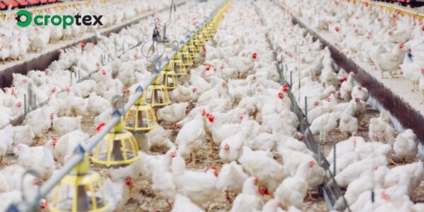 Top 4 mô hình chăn nuôi công nghệ cao hot nhất hiện nay - CropTex