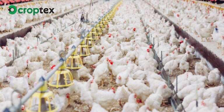 Top 4 mô hình chăn nuôi công nghệ cao hot nhất hiện nay - CropTex