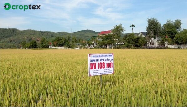 Giống lúa có năng suất cao nhất hiện nay tại Việt Nam - CropTex