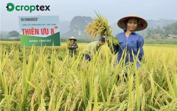 Top 3 các giống lúa năng suất cao ở miền Bắc phổ biến nhất hiện nay - CropTex