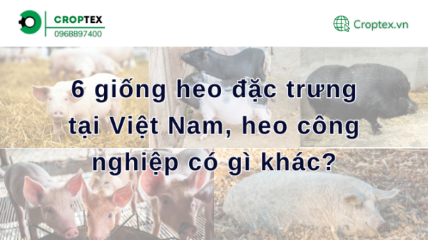 6 giống heo đặc trưng tại Việt Nam, heo công nghiệp có gì khác? - CropTex