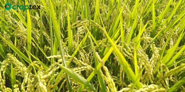 Giống Lúa DS1: Đặc Điểm Và Kỹ Thuật Canh Tác - CropTex