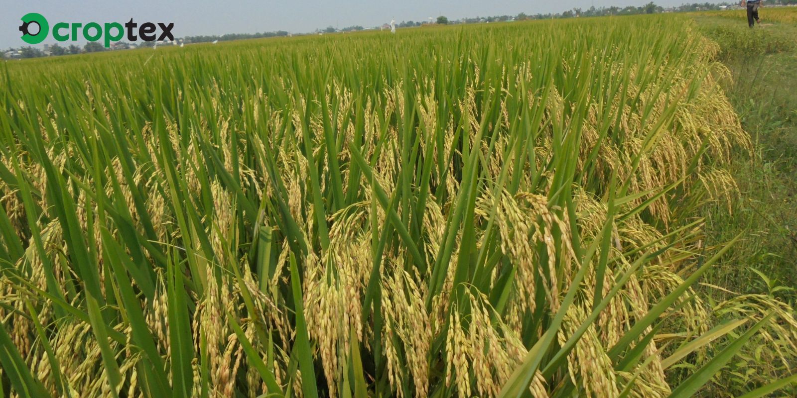 Giống Lúa HG12: Đặc Tính Và Kỹ Thuật Gieo Trồng - CropTex