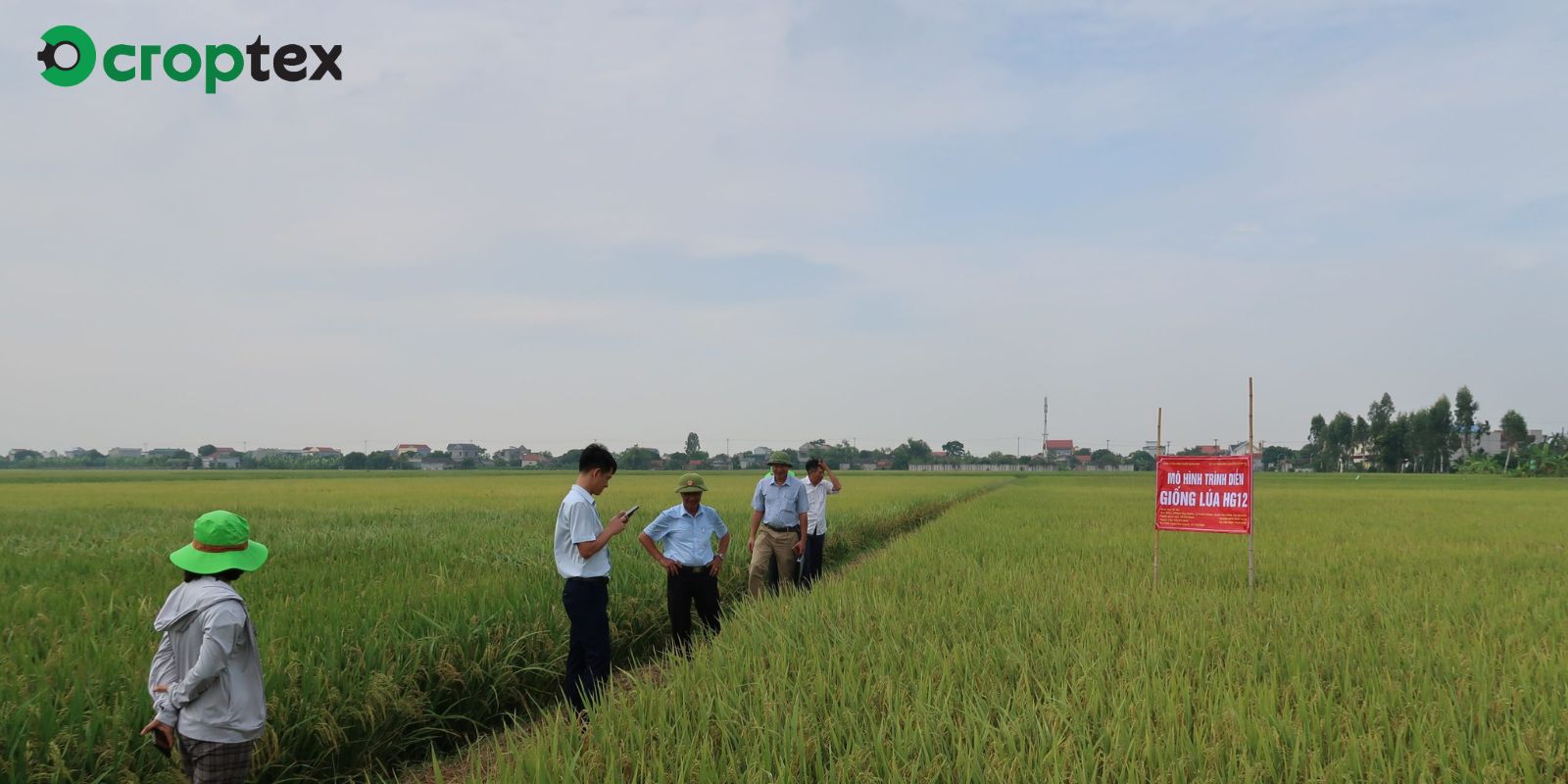 Giống Lúa HG12: Đặc Tính Và Kỹ Thuật Gieo Trồng - CropTex