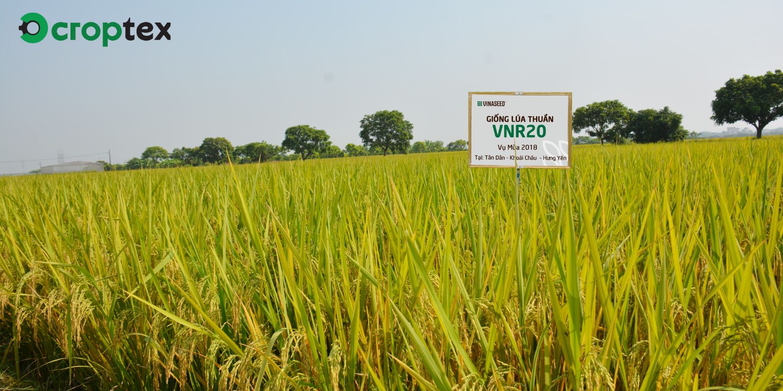 Giống Lúa VNR20: Đặc Tính Và Kỹ Thuật Gieo Trồng - CropTex
